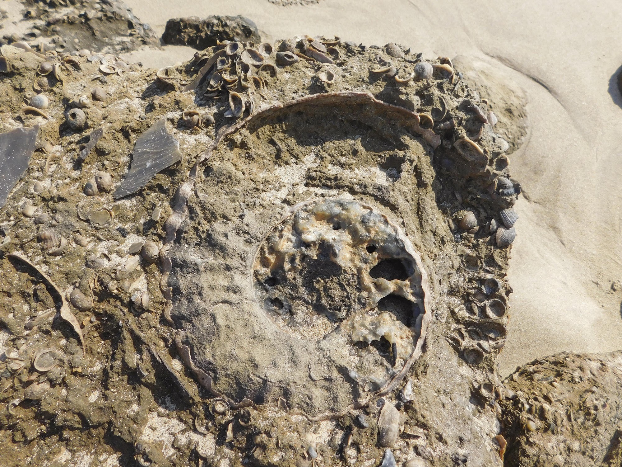 WPC Heritage: A Tree without Roots - Dis Ekke