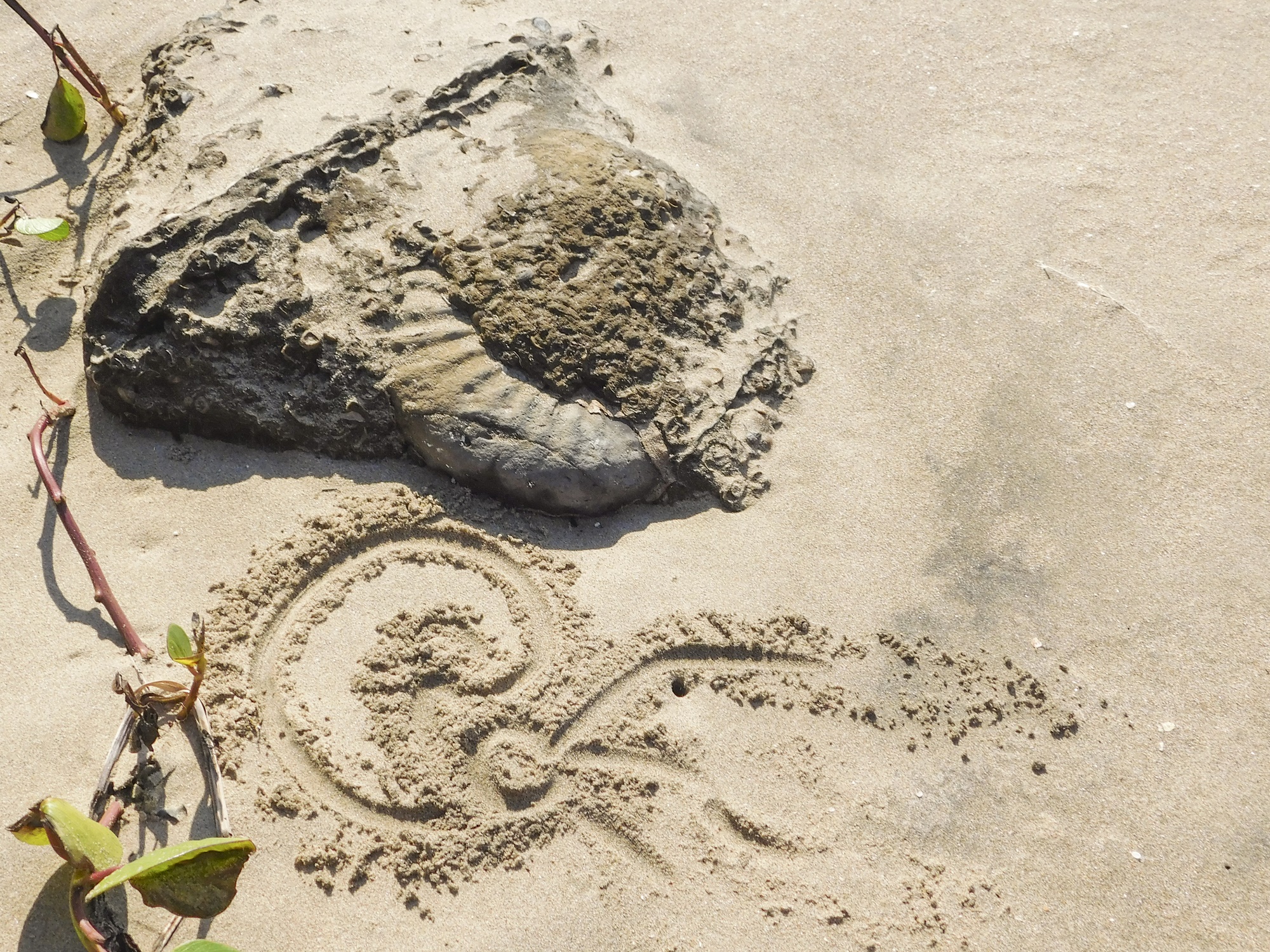 WPC Heritage: A Tree without Roots - Dis Ekke