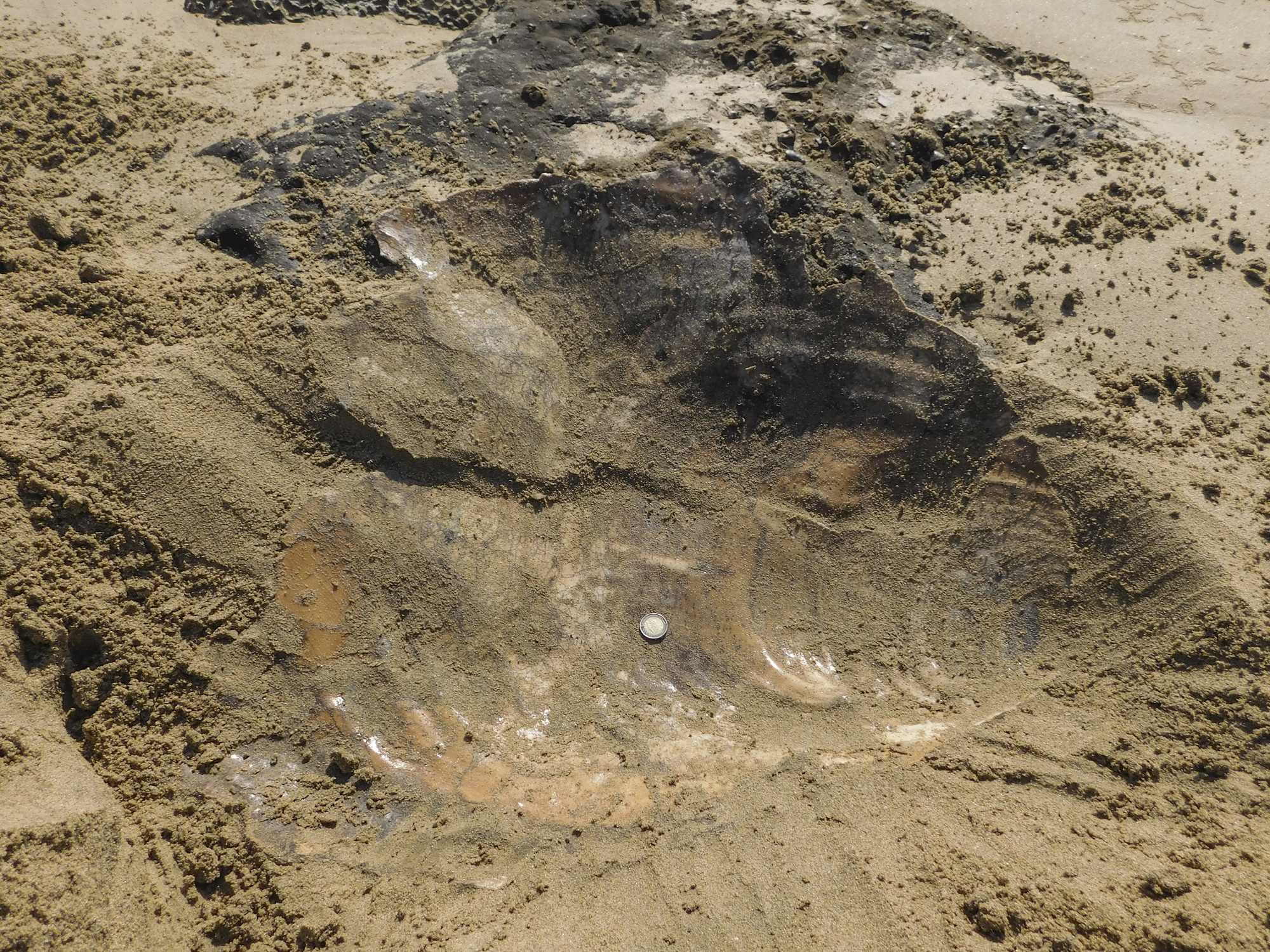 WPC Heritage: A Tree without Roots - Dis Ekke