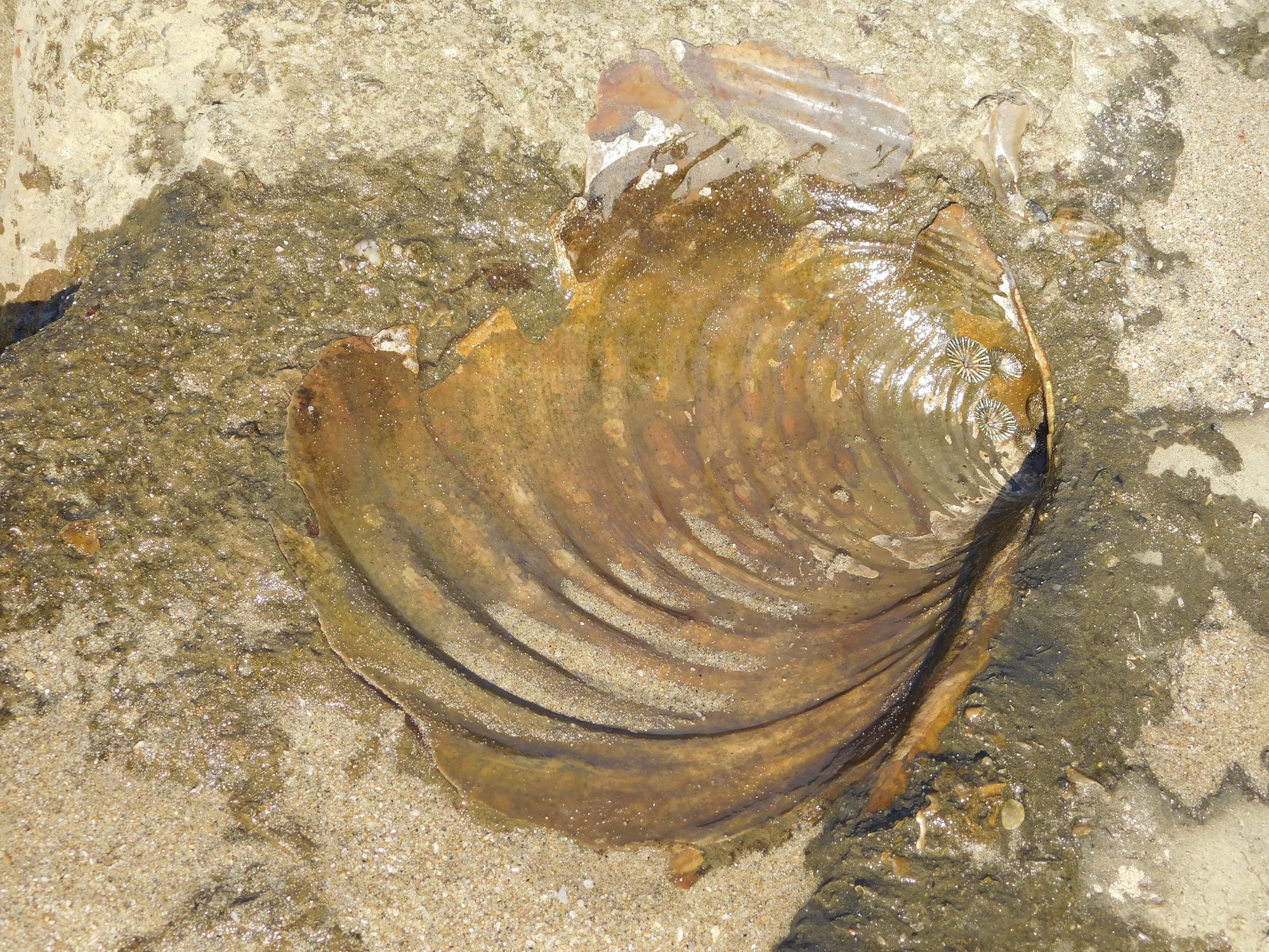 WPC Heritage: A Tree without Roots - Dis Ekke