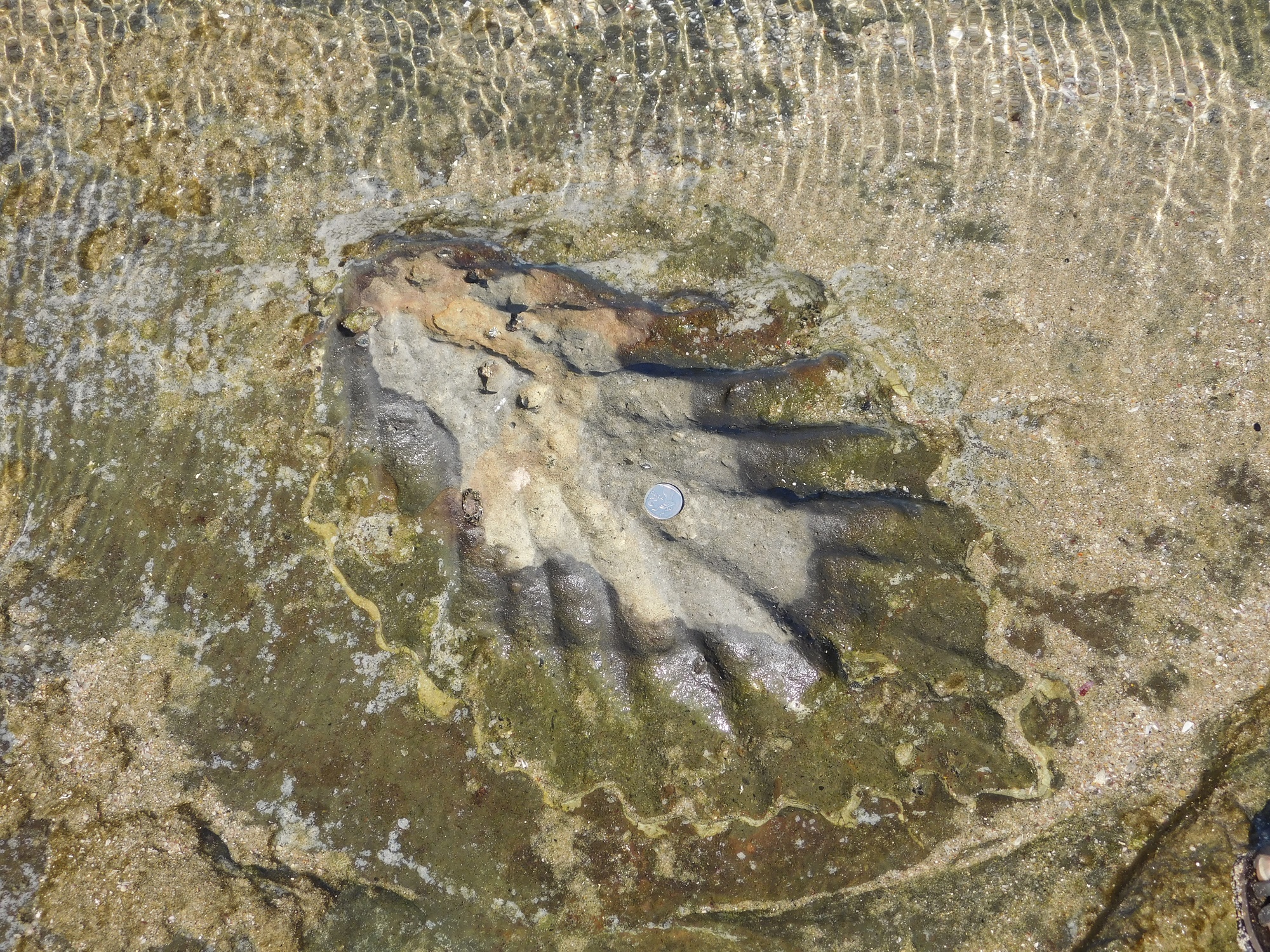 WPC Heritage: A Tree without Roots - Dis Ekke