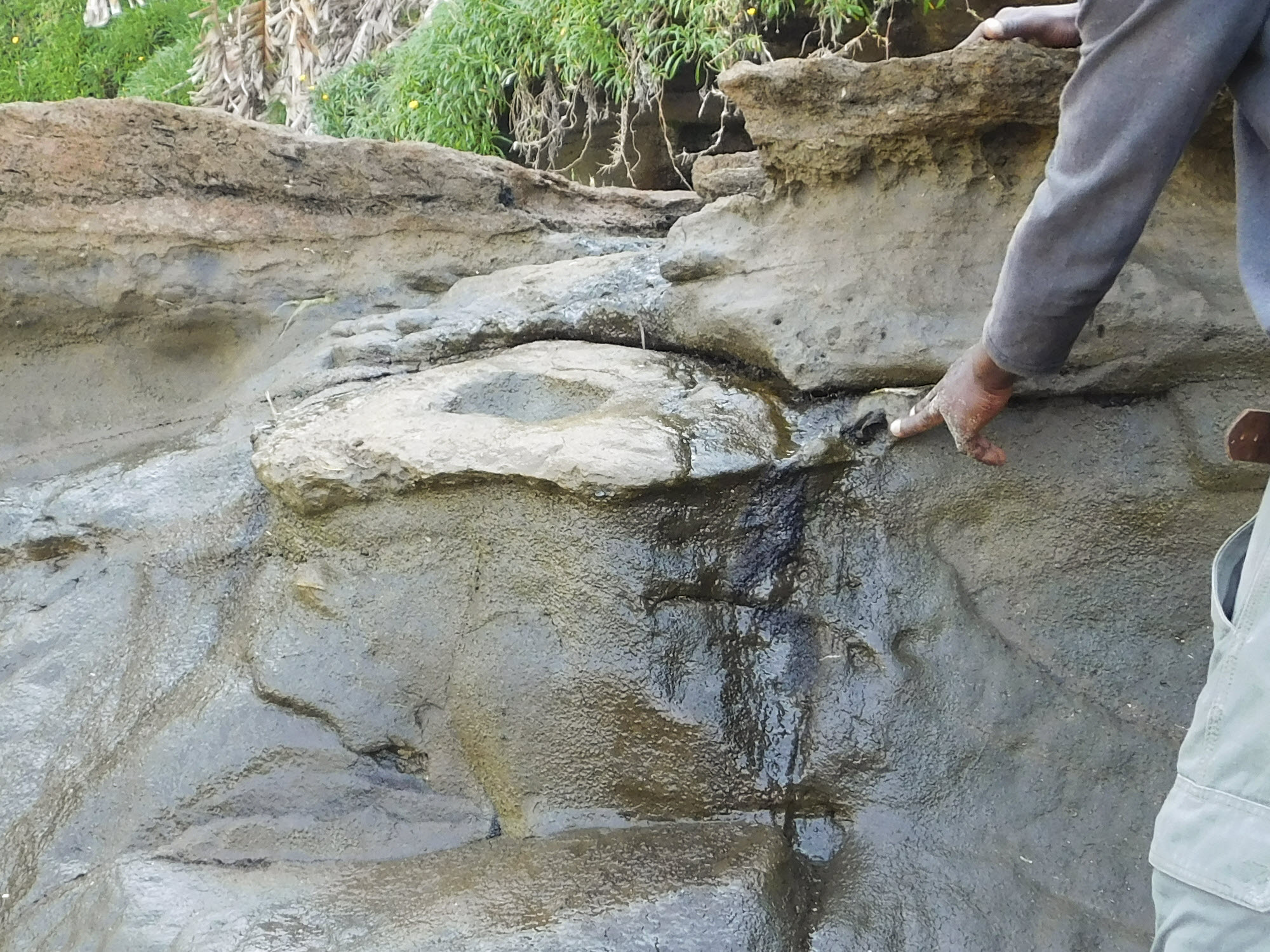 WPC Heritage: A Tree without Roots - Dis Ekke