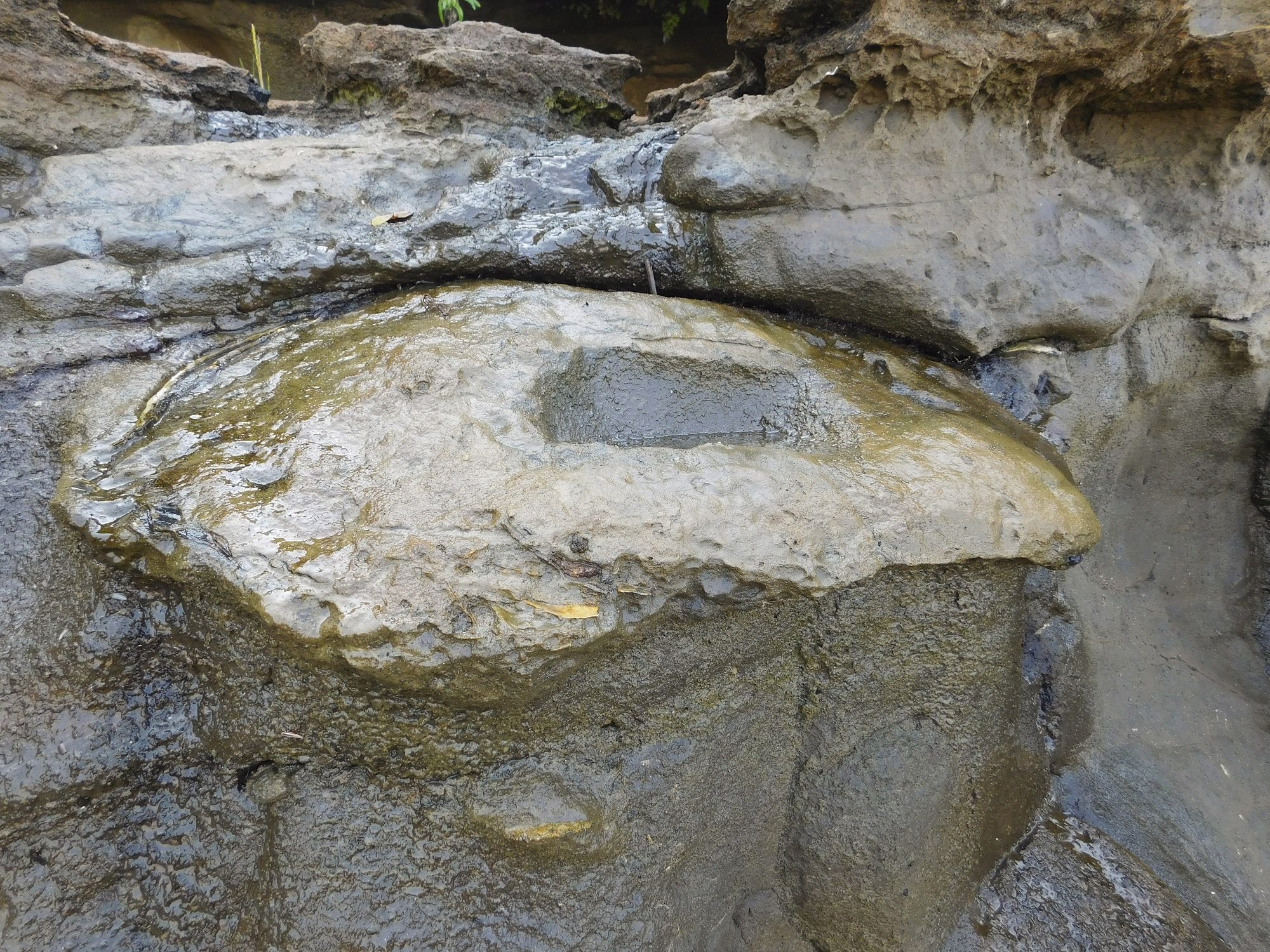 WPC Heritage: A Tree without Roots - Dis Ekke