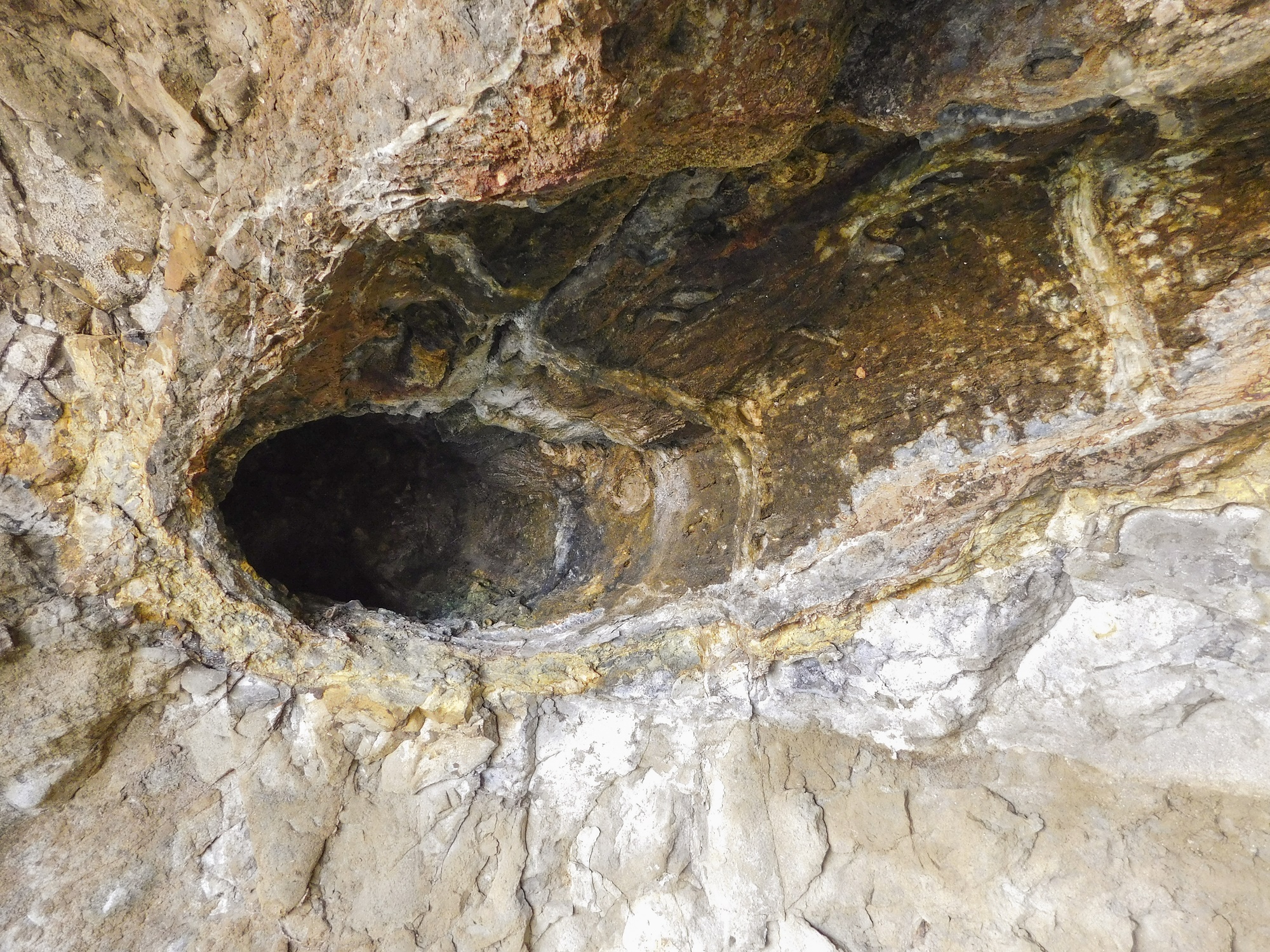 WPC Heritage: A Tree without Roots - Dis Ekke