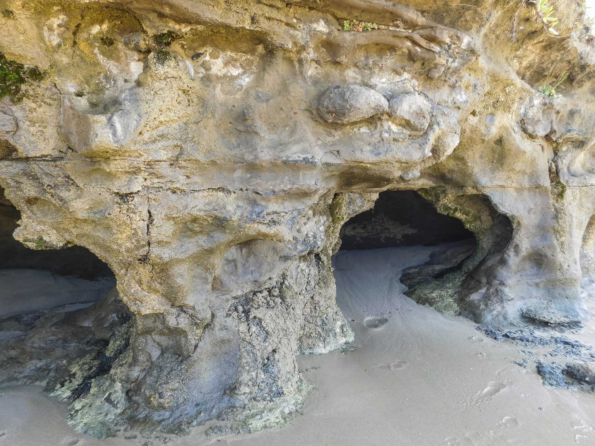 WPC Heritage: A Tree without Roots - Dis Ekke