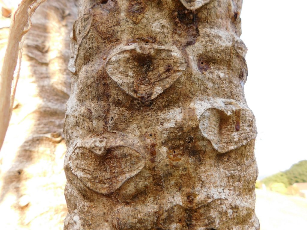 WPC Textures: In the garden - Dis Ekke