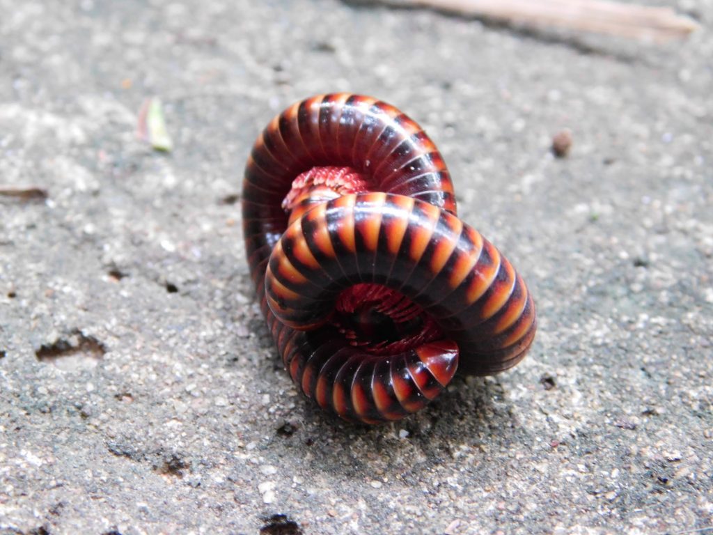 Shongololos do it on the roll - Giant millipede - Dis Ekke