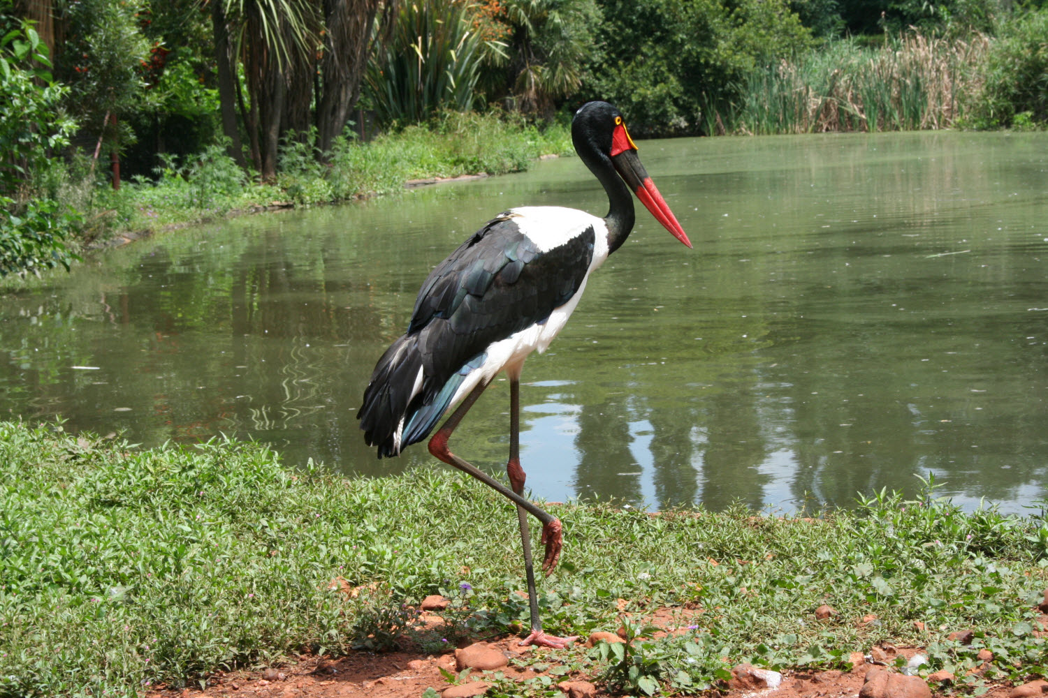WPC Serene Sunday in the birdpark - Hester Ley Nel - Dis Ekke