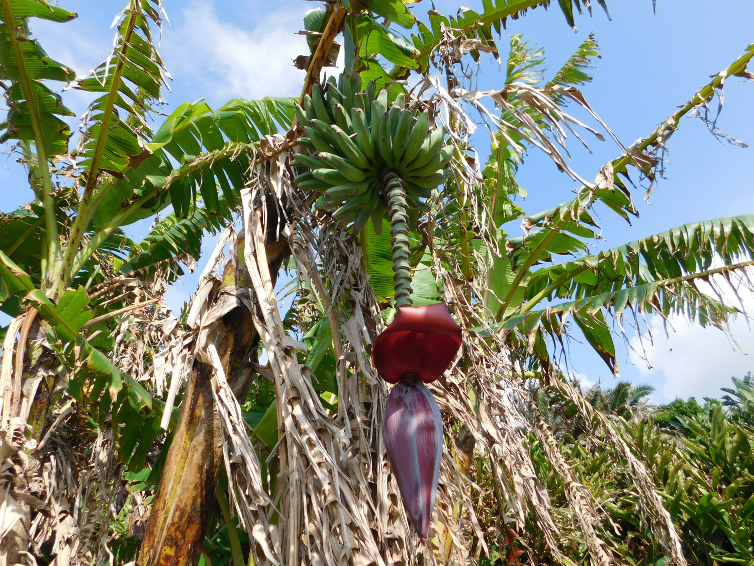 Ek het nie geweet dat piesangs blom nie! - Dis Ekke