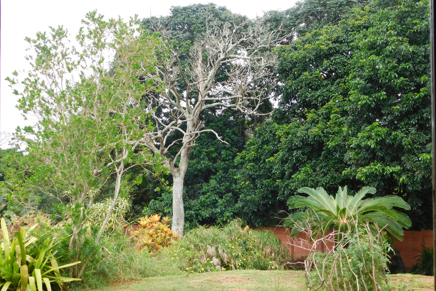 Vanoggend in die tuin - African Harrier Hawk - Dis Ekke