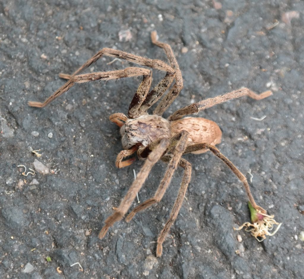 Met hierdie skoene skop 'n mens 'n geelslang in sy hol - Dis Ekke